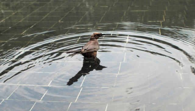 The impact of morphic resonance - Global Heart